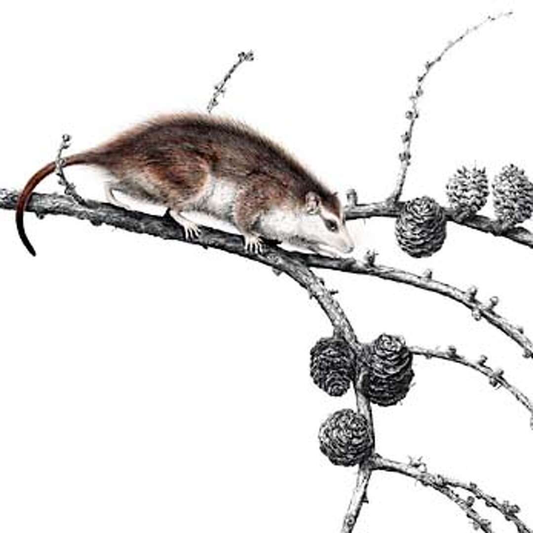 Shrewlike early mammal fossil found / Find helps scientists date ...