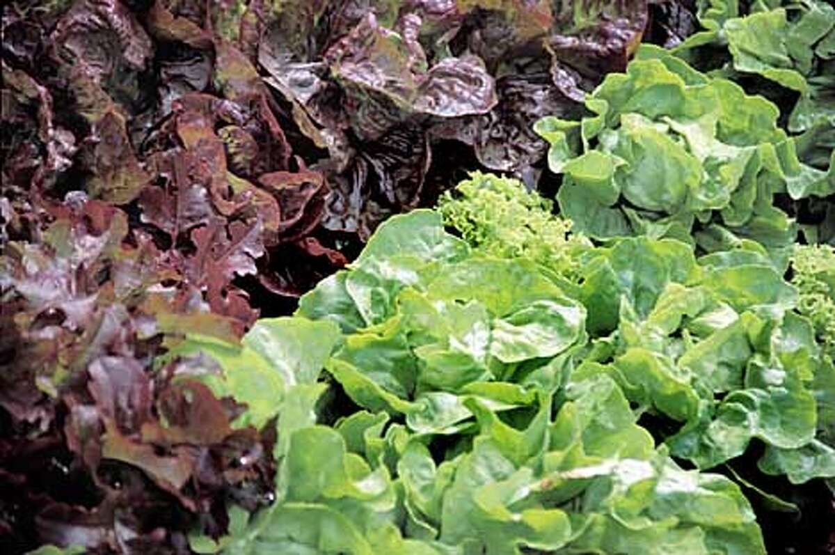 Lettuce guru grows greens for palette and palate / Napa Valley gardener ...