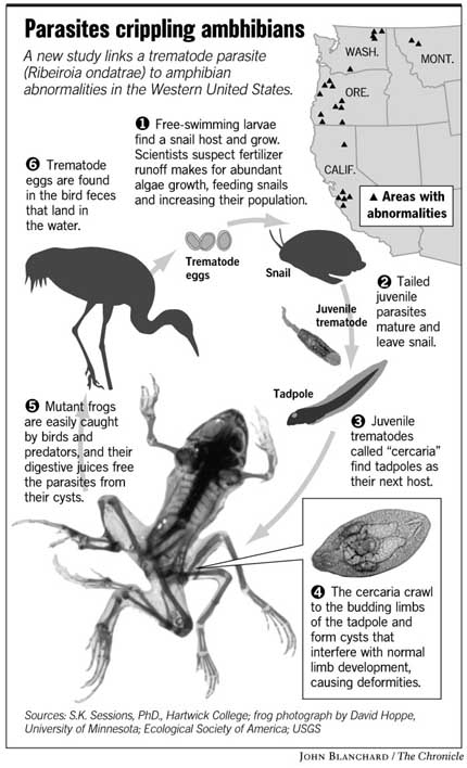 Parasite deforming amphibians / Mutant limbs, skin in West Coast species