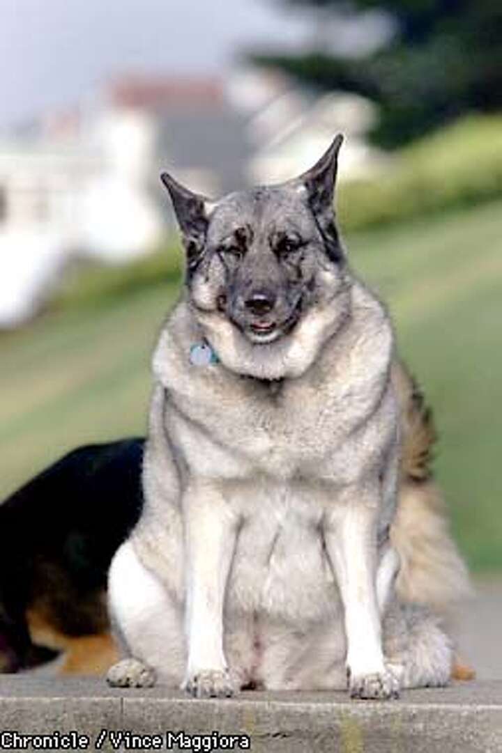 Paunchy pooches / Veterinarians warn of health problems as dogs mimic ...