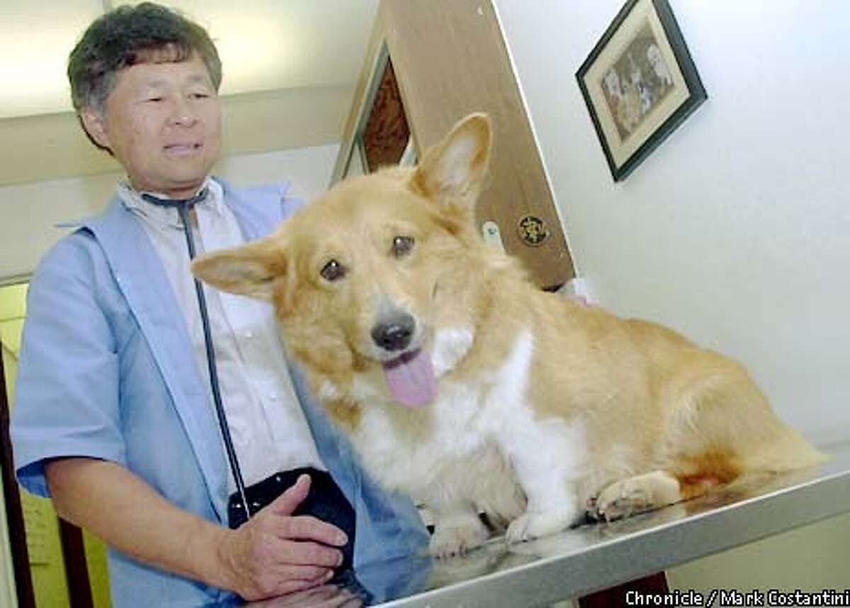 Paunchy pooches / Veterinarians warn of health problems as dogs mimic ...