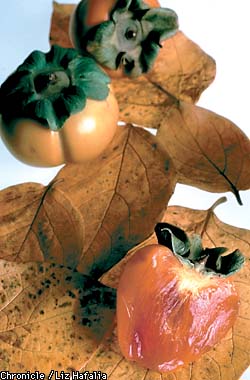 Sweet Reward / Learning to appreciate a long-misunderstood fruit, the ...