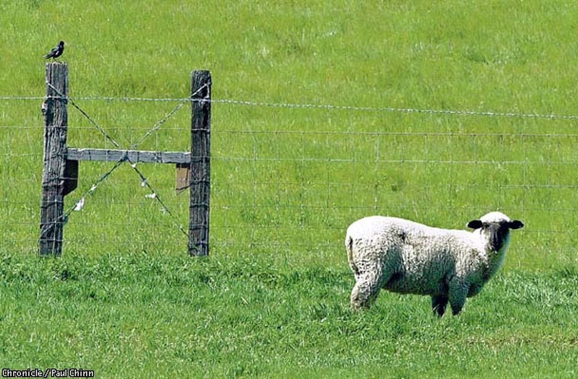 Counting sheep / Local ranchers battle to keep California lamb on the table