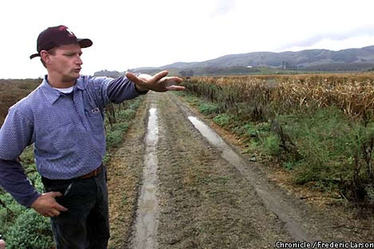 First rains of the season enliven Sonoma wetlands / Viansa winery's ...