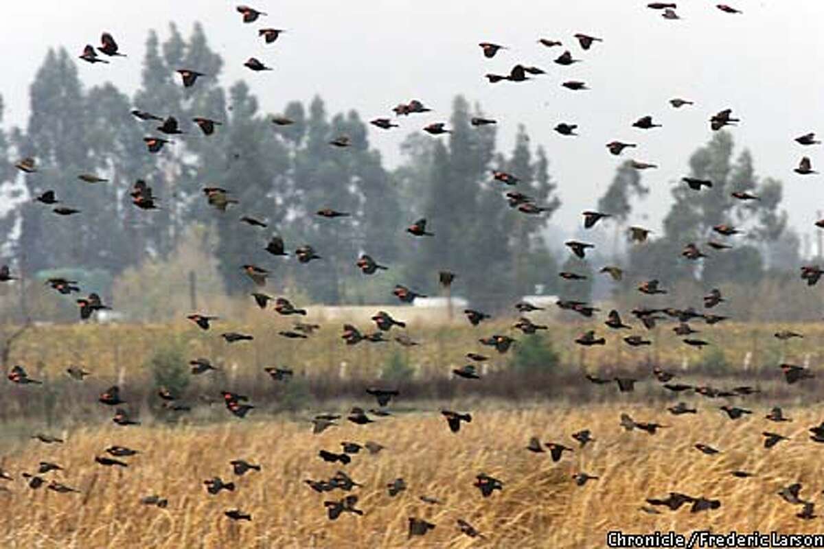 First rains of the season enliven Sonoma wetlands / Viansa winery's ...