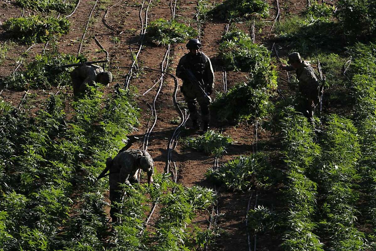 Mexican army and drought doing damage to drug crops