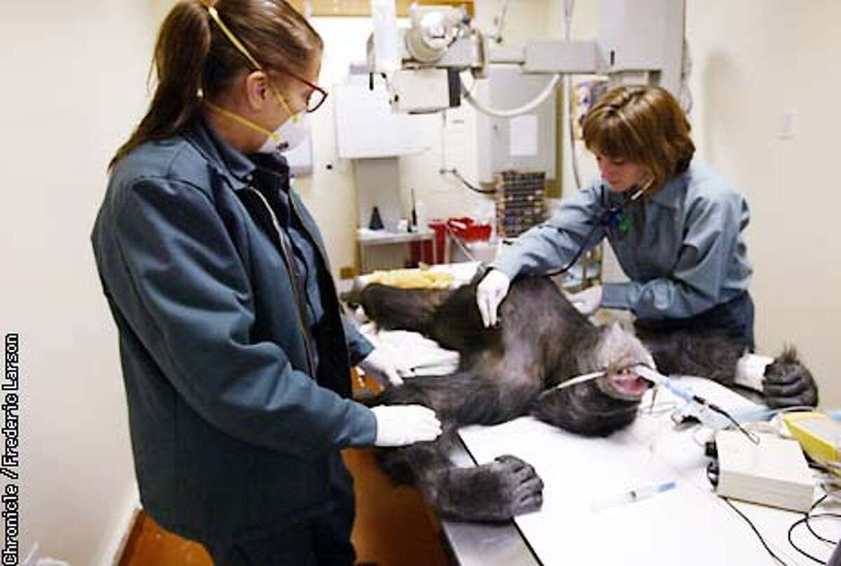 S.F. chimp goes in for his checkup / Examining animal a delicate task ...