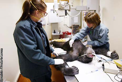 S.F. chimp goes in for his checkup / Examining animal a delicate task ...