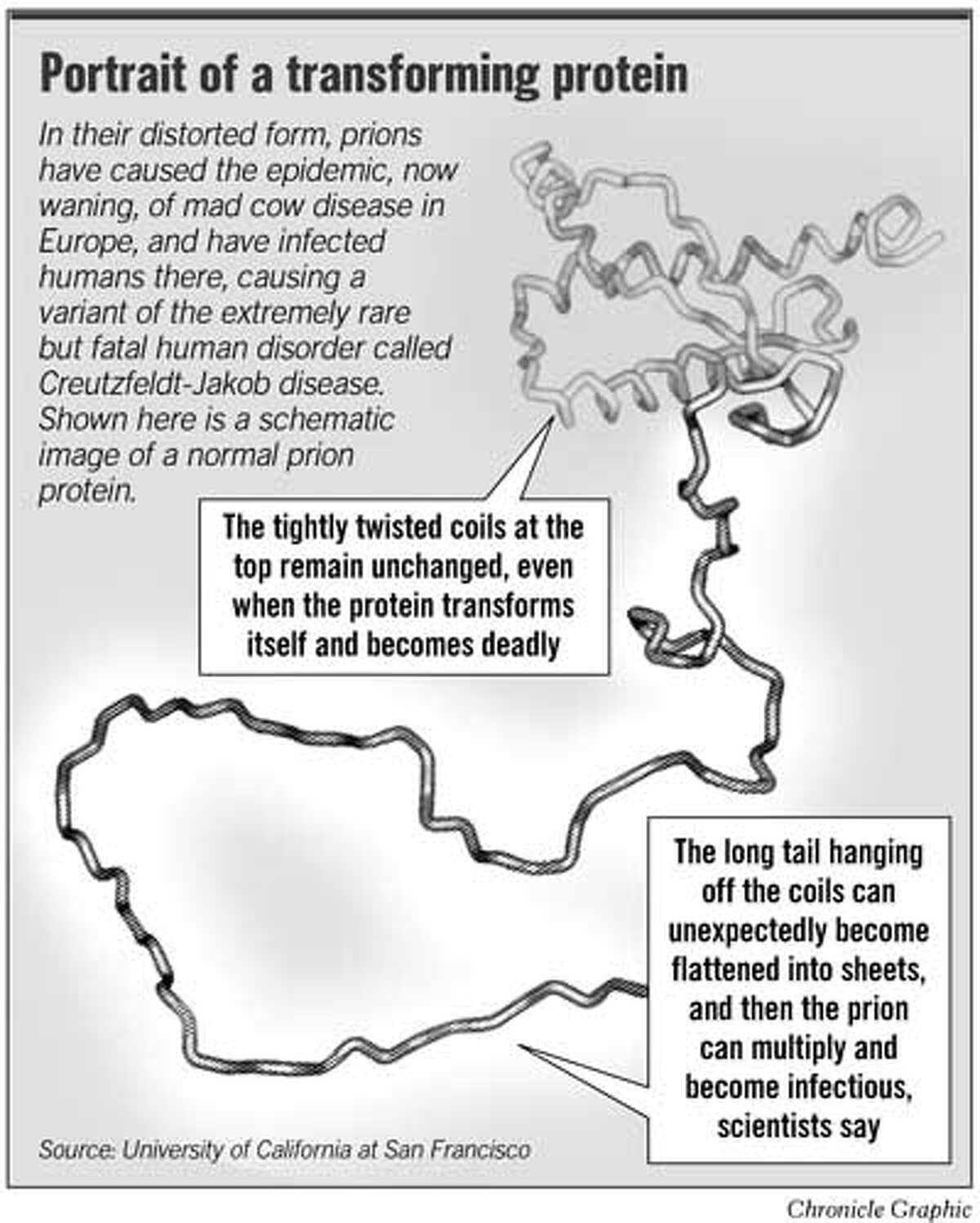 Mad cow proteins multipy in tissues / Prions found in muscles of lab mice