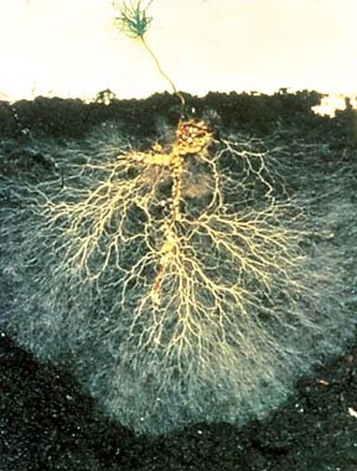 Reminder that some fungi in the garden are friendly - SFGate