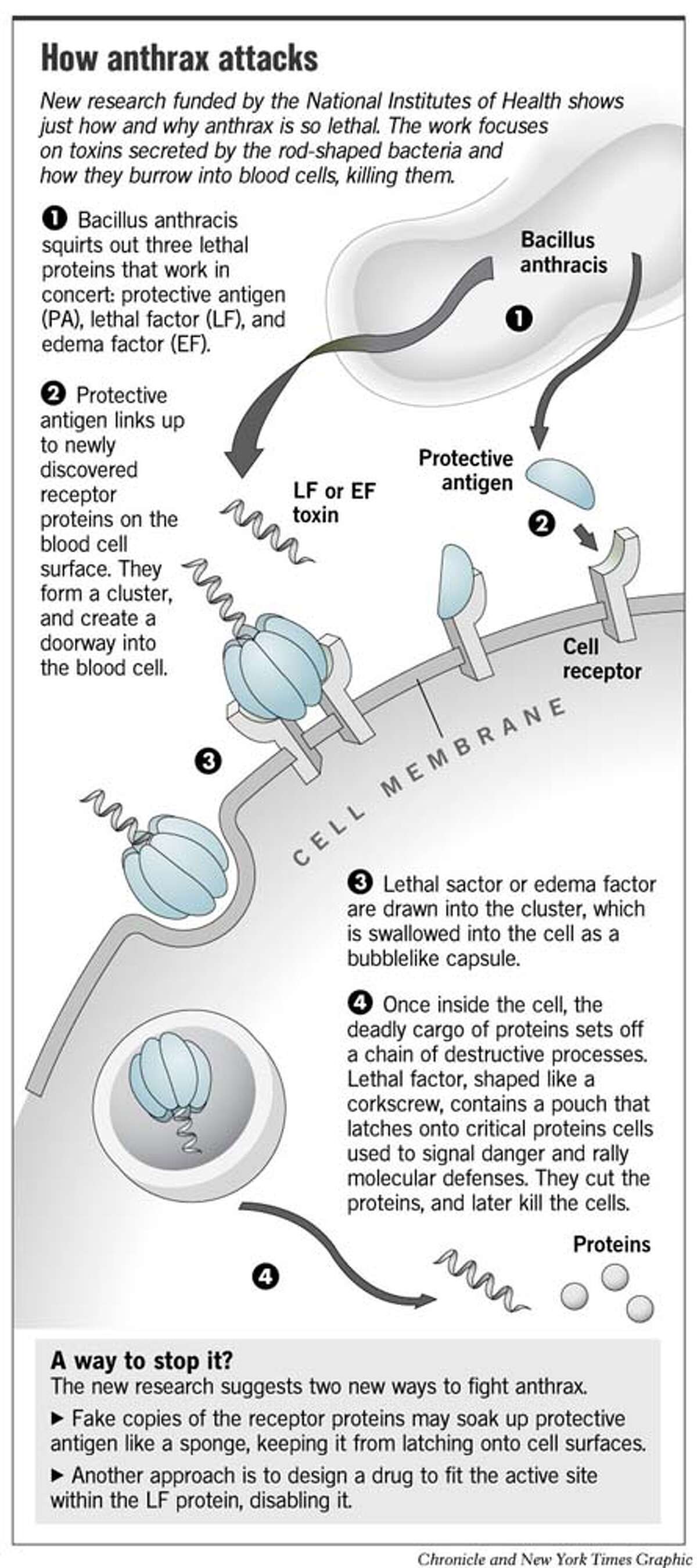 Disarming anthrax / Discovery of how toxins work could improve treatment