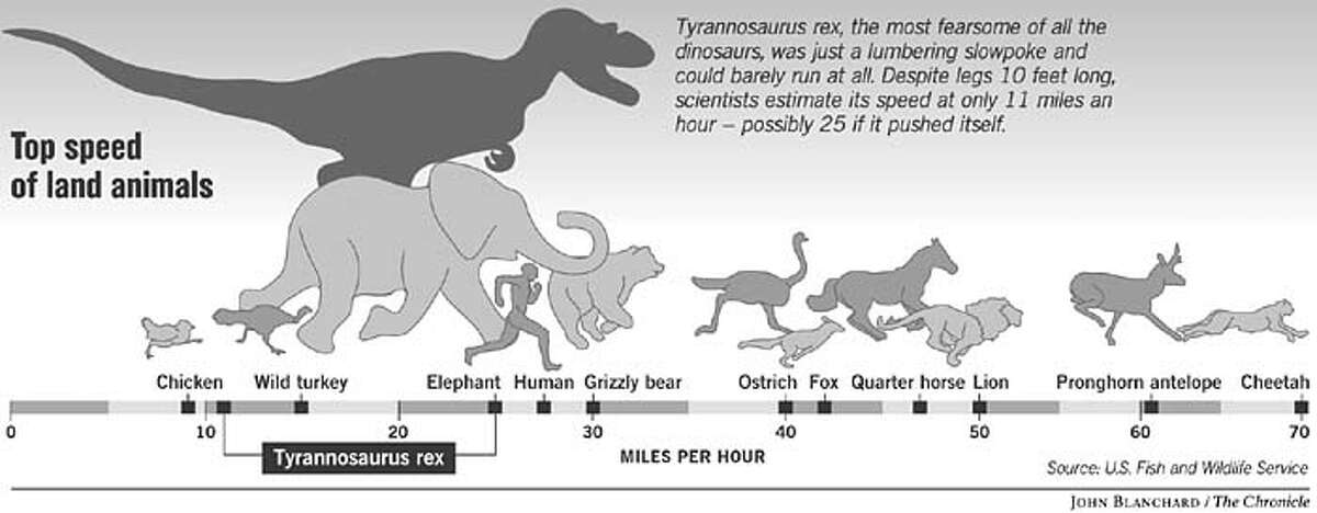 Mighty T-rex didn't sprint, study says / Despite 10-foot legs, fearsome ...