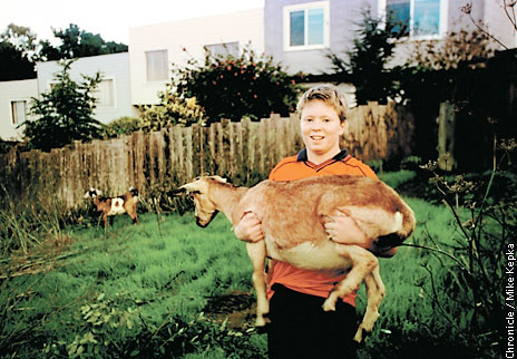 Who Let the GOATS Out? / Lessons in urban guerrilla gardening
