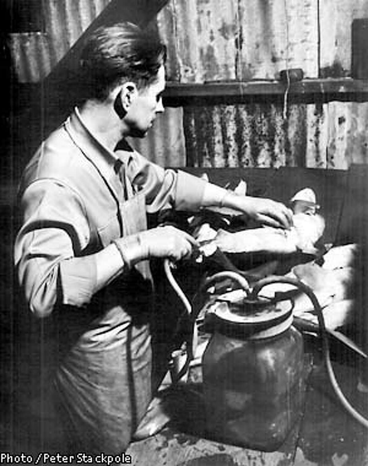 Steinbeck's best pal