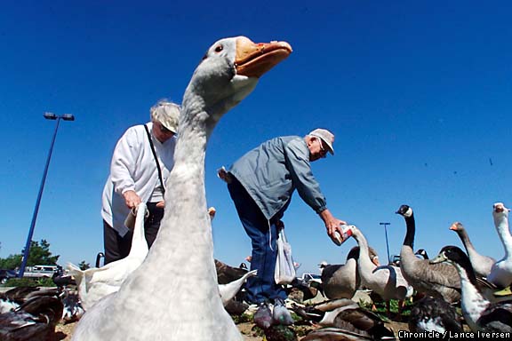 What's good for the goose