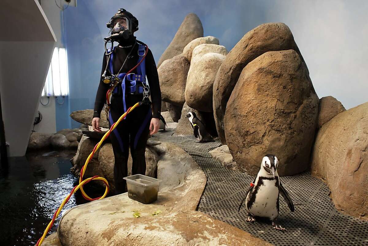 Biologist earns penguins' trust, educates public