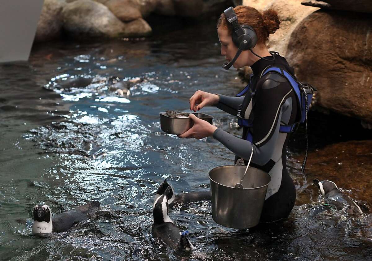 Biologist earns penguins' trust, educates public