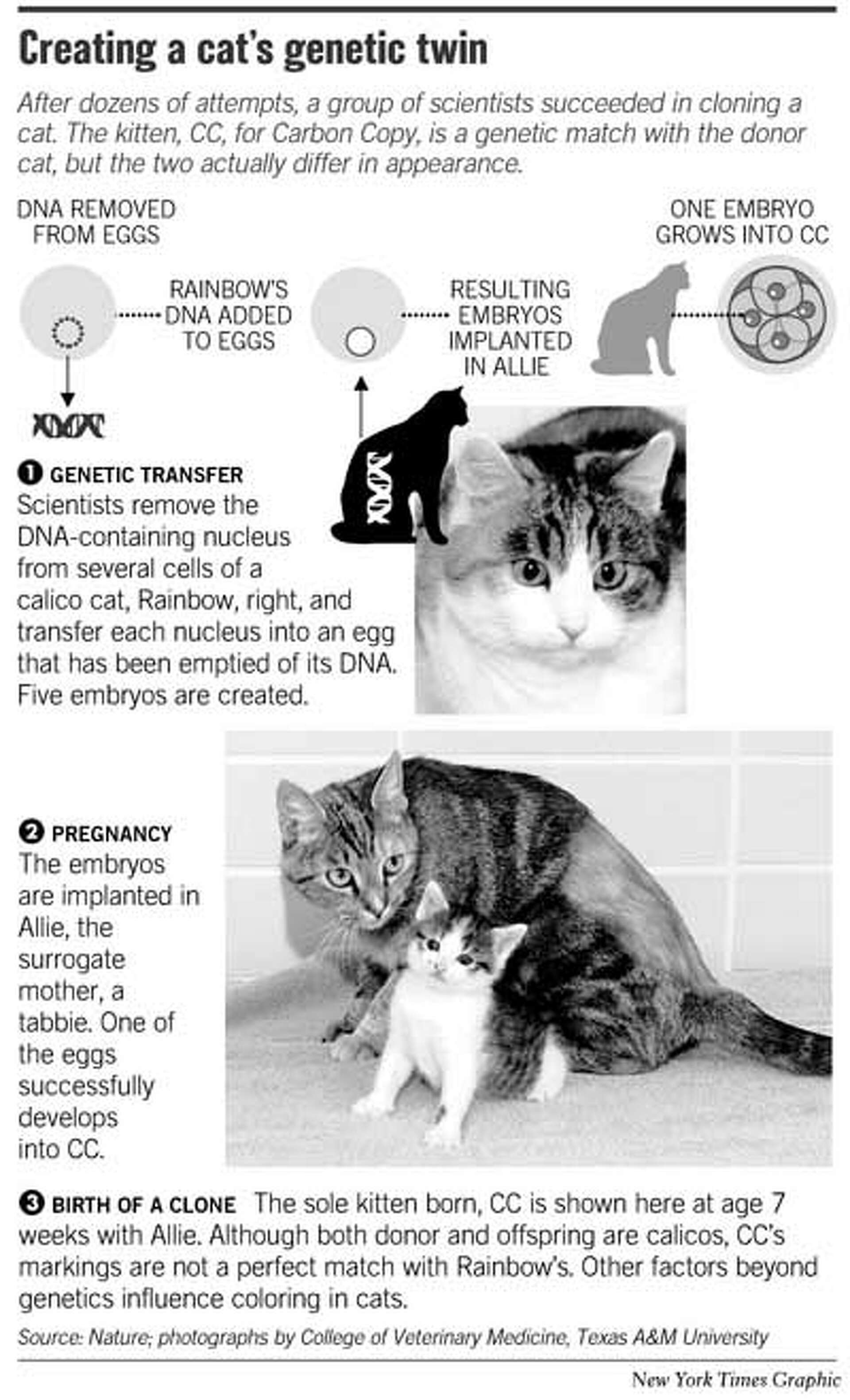 COPY CAT / Cloning success brings pet duplication closer