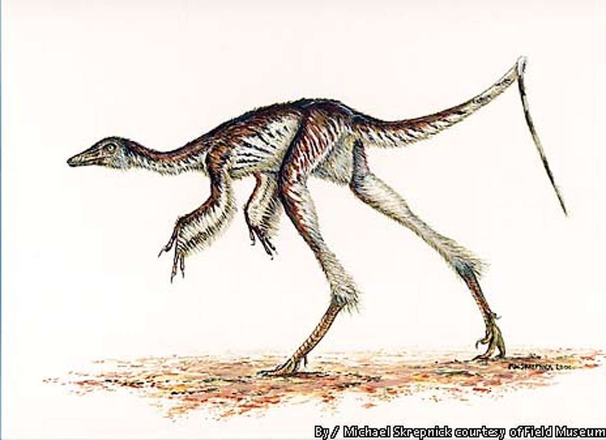 Fossil bolsters avian theory / Discovery of chicken-size creature ...