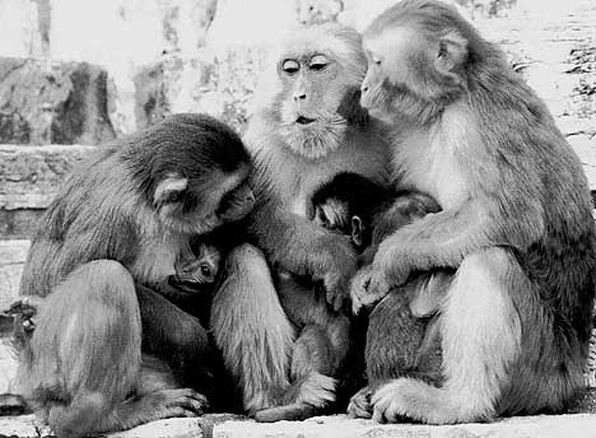 Kiss and make up / Like animals, humans can transcend their capacity ...
