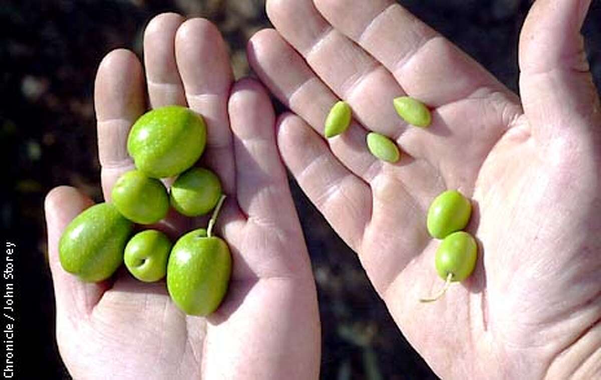 OLIVE TREES / Ancient garden luminaries glow in California landscape