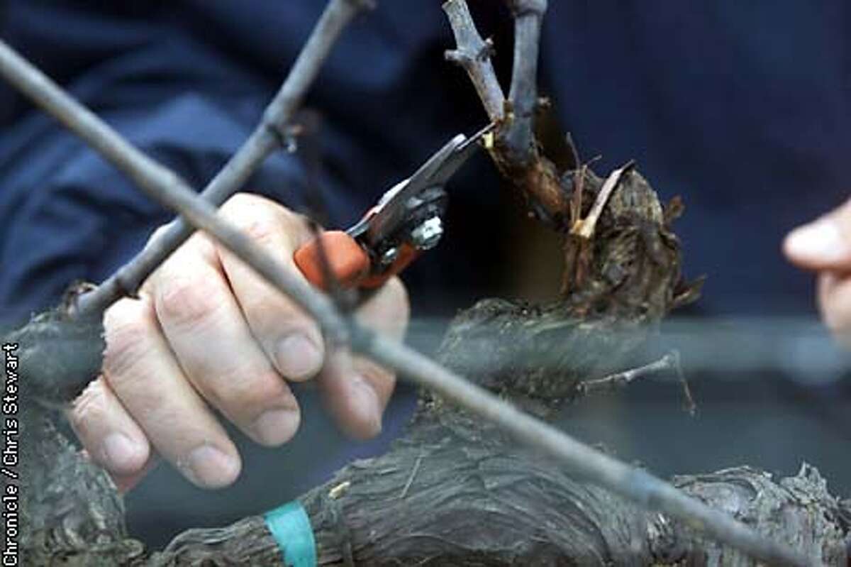 Pruners test racing shears / North Coast's fastest vine clipper honored ...