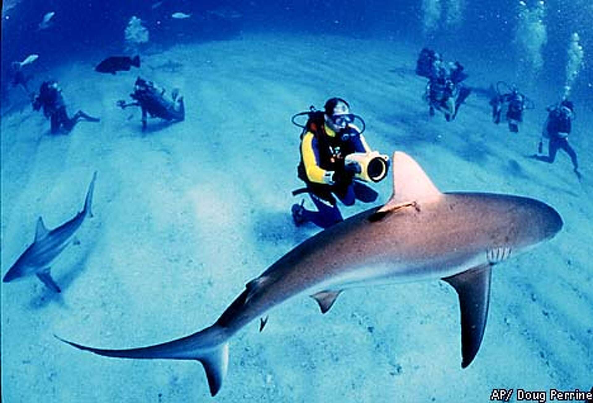 Season of the shark / Expert says recent incidents are a 'statistical ...