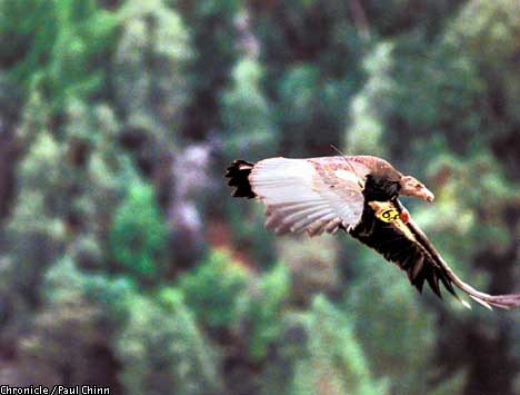 California condor's comeback / Once on verge of extinction, bird lays ...
