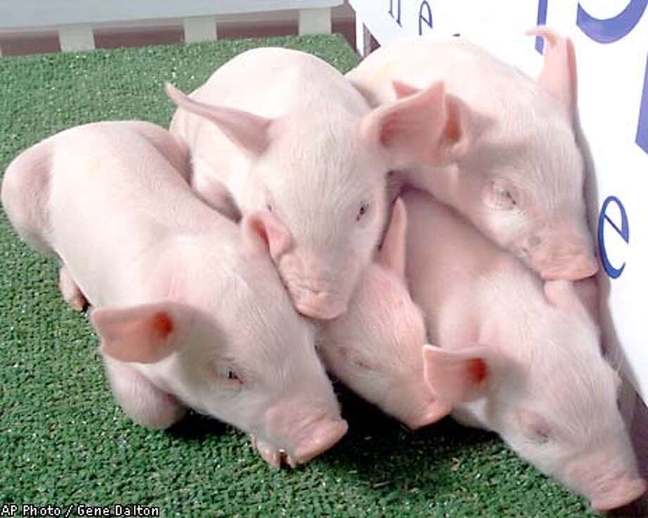 Hope, caution on pig transplants / Cloning a success, but hurdles ...