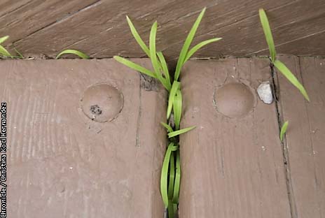 Dry rot / Hidden menace can can turn your house into damp cardboard