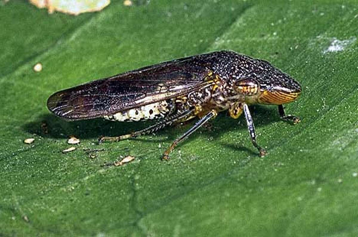 Battle of the Bugs / Santa Clara County releases wasp to combat ...