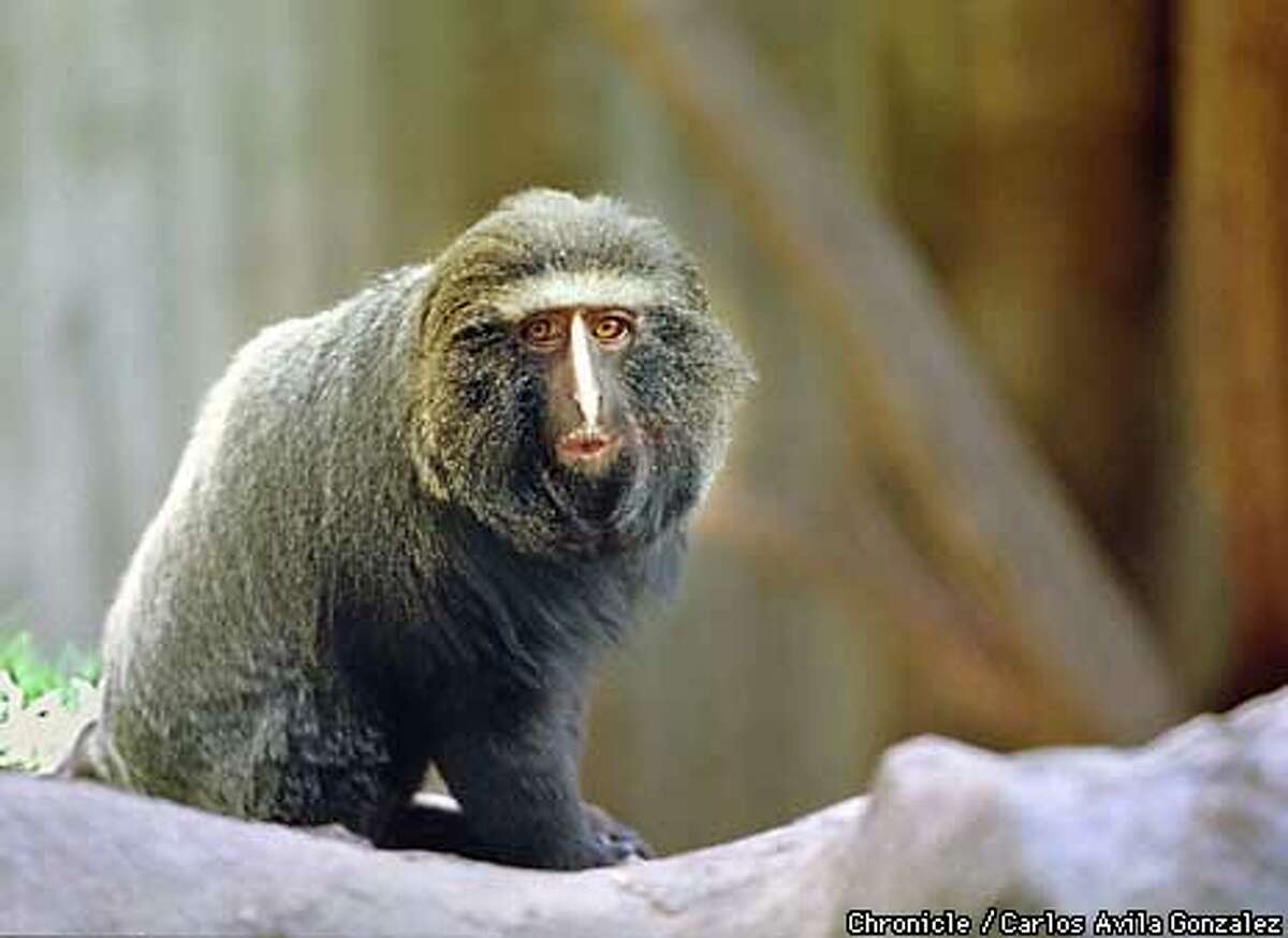 Hanging On / S.F. Zoo monkeys headed for England