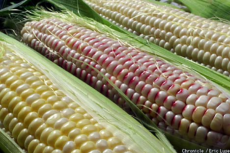 When the Corn Is High / New varieties are sprouting up all over the Bay ...