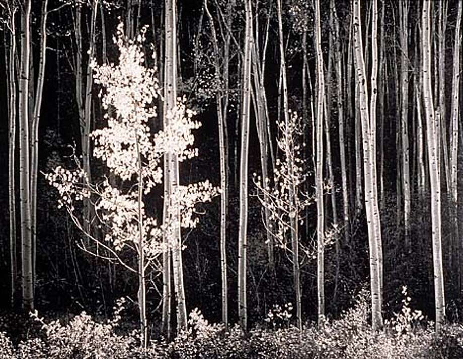 Natural selection / Ansel Adams' lesser-known nature photography at ...