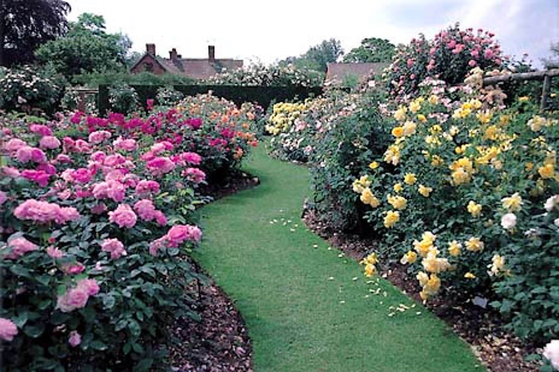 English Roses Austin's gift to gardeners