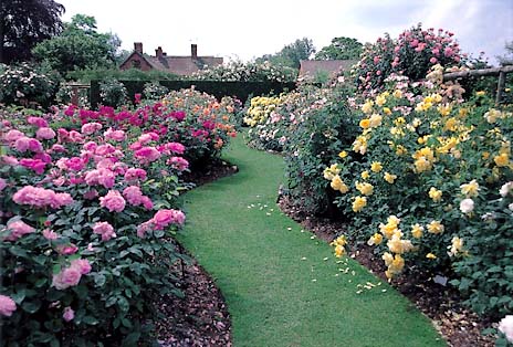 English Roses Austin's gift to gardeners