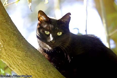 When cats run wild / An army of kitty lovers cares for feral felines