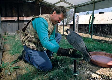 RAPTORS RISING / Once-endangered falcons thriving with help of North ...