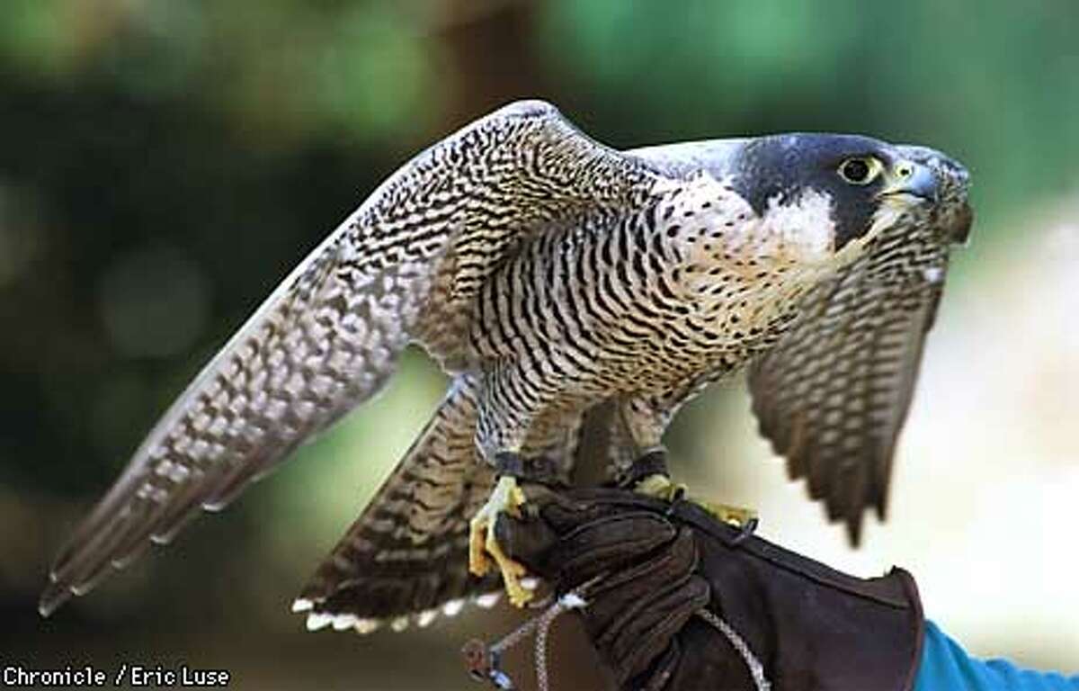 RAPTORS RISING / Once-endangered falcons thriving with help of North ...