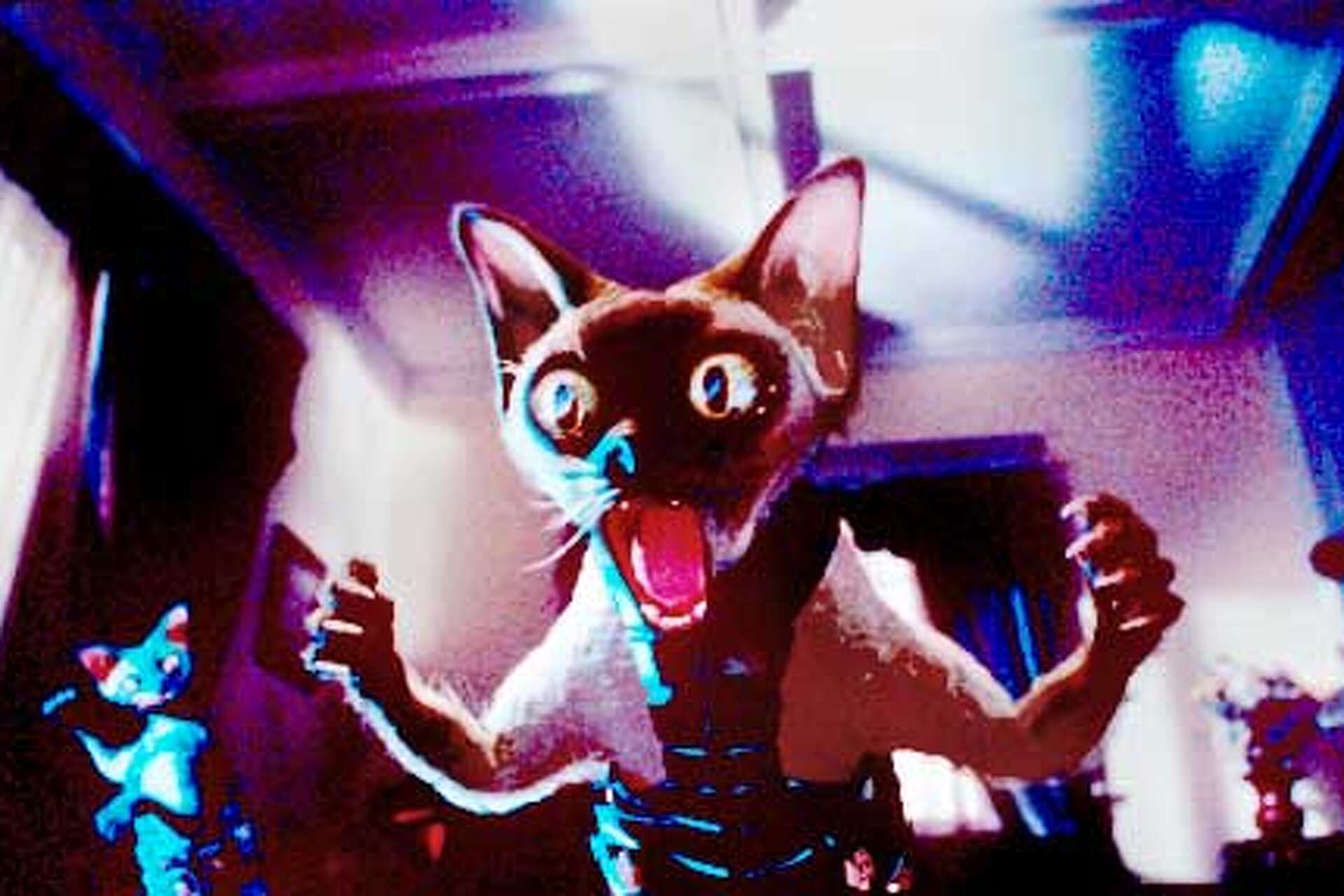 Fighting tooth and claw / The war between felines and canines is a high ...