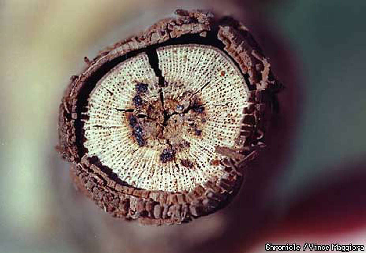 The Black Goo Plague / Spread of unstoppable fungi creates rift in wine ...