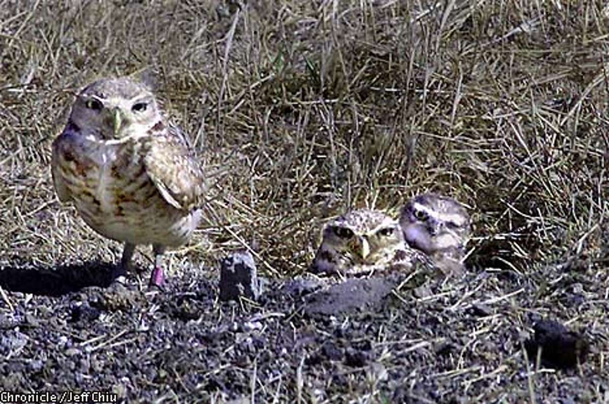 Giving a hoot / Mission College students fight to save the burrowing ...