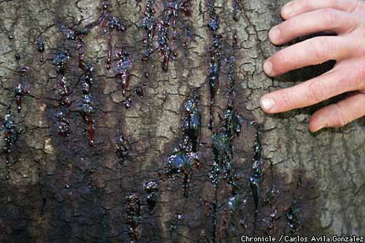 Sapped of their Strength / Bark beetles threaten majestic live oaks