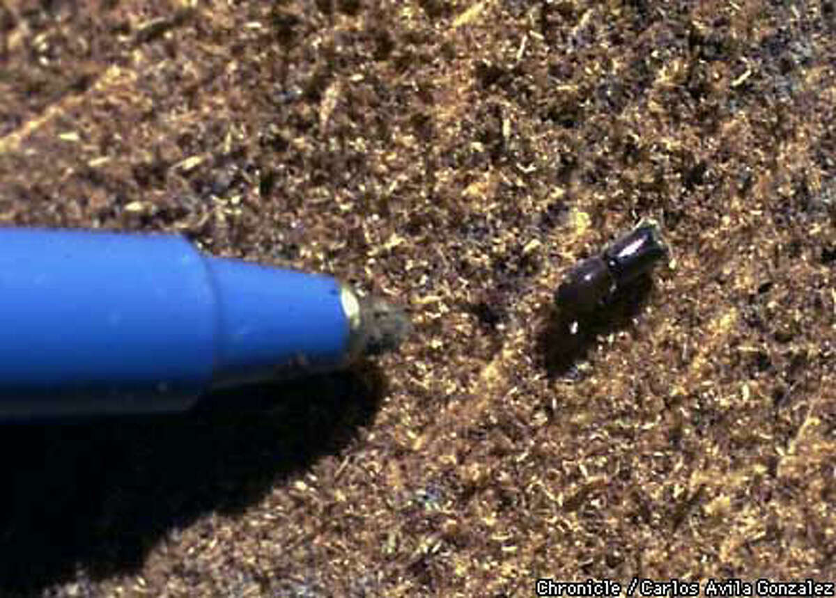 Sapped of their Strength / Bark beetles threaten majestic live oaks