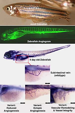 Fish offer clues to gene map / Firm's technique could provide insight ...