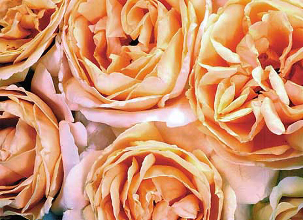 Romancing the Rose / New French line promises long-lasting, old ...