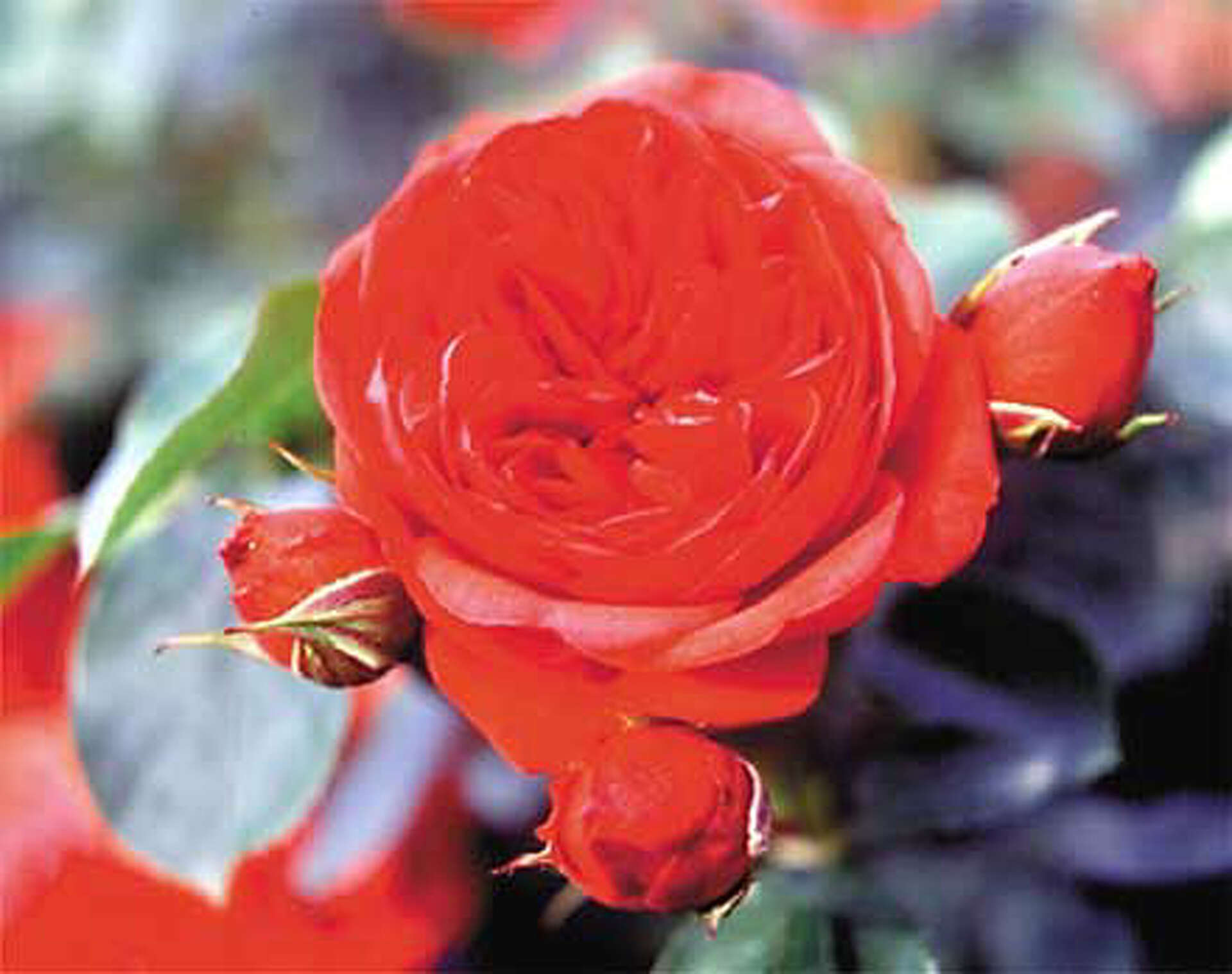 Romancing the Rose / New French line promises long-lasting, old ...
