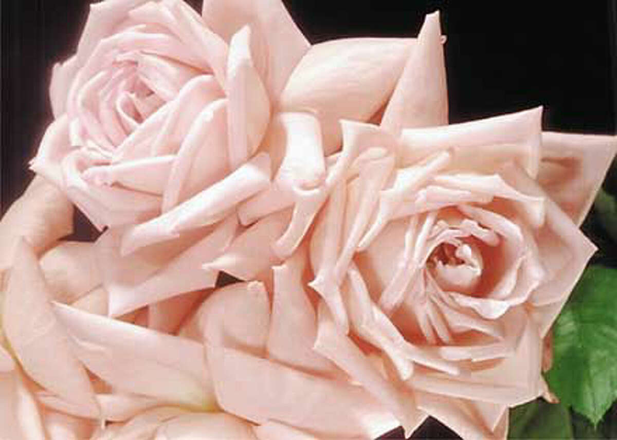 Romancing the Rose / New French line promises long-lasting, old ...