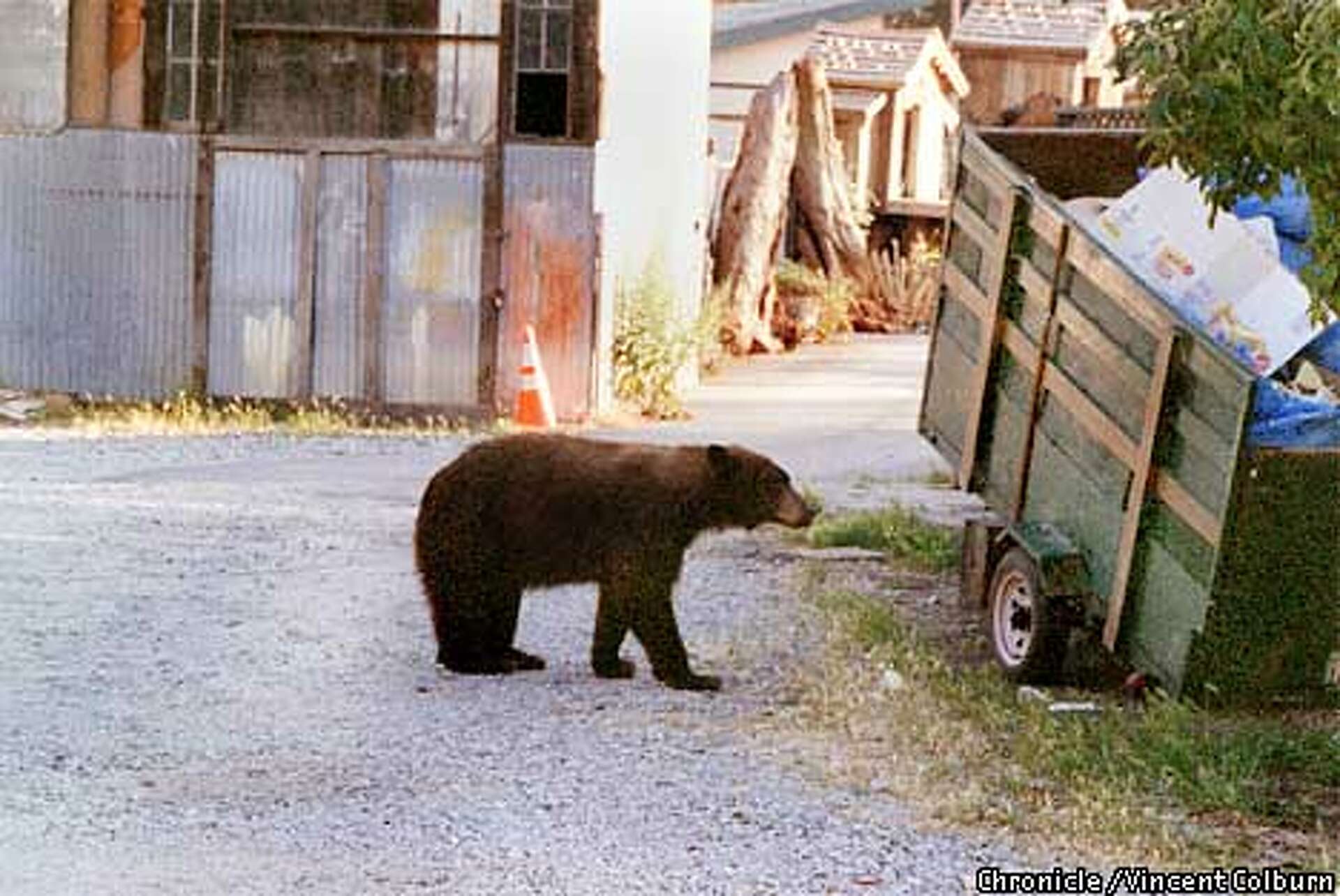 Grizzlies gone, black bears spill into new areas / Critters beginning ...