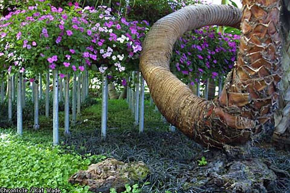 New theme park blossoms in Gilroy / Rides, games and weird trees